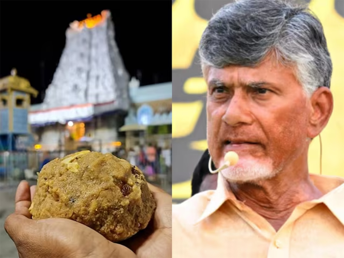 #TirupatiLaddu : బాబు లడ్డు కహానీ! (ఫొటోలు) | Tirupati Laddu Row: Supreme Court Slams AP CM ...